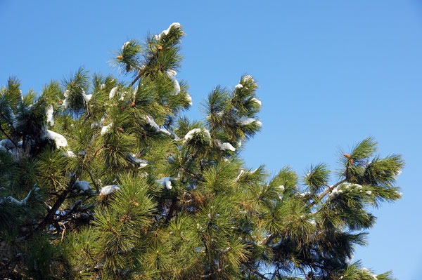 Der Charakter des Zirbenbaums - Starrsinnig und doch charmant - Wohn ...